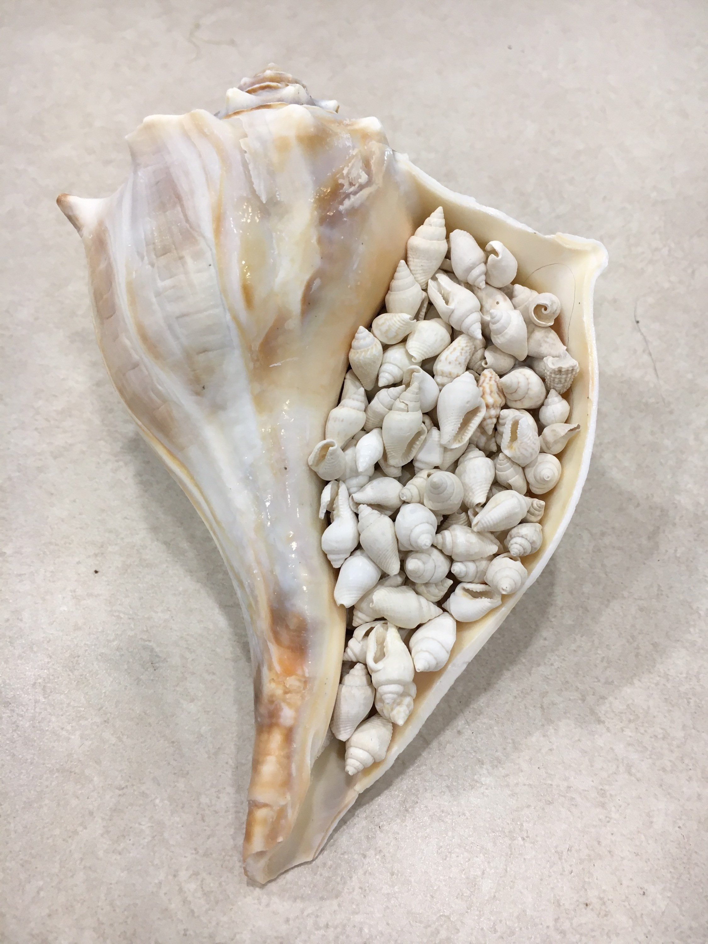 Nassa Shells 1/4cm 1cm White Nassa Shells Small Shell | Etsy