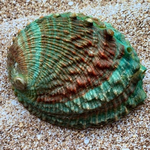Pink Abalone Rainbow Shells-haliotis Corrugata 3"-4.50"-abalone ...