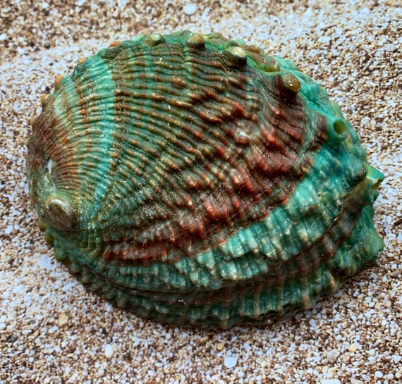 Pink Abalone Rainbow Shells-haliotis Corrugata - Etsy