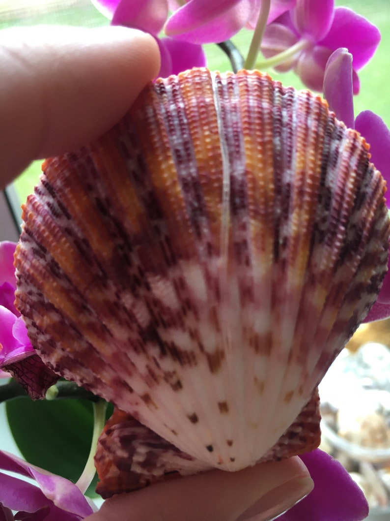 Pallium Pectin Pairs Seashell Natural Seashell Paired | Etsy