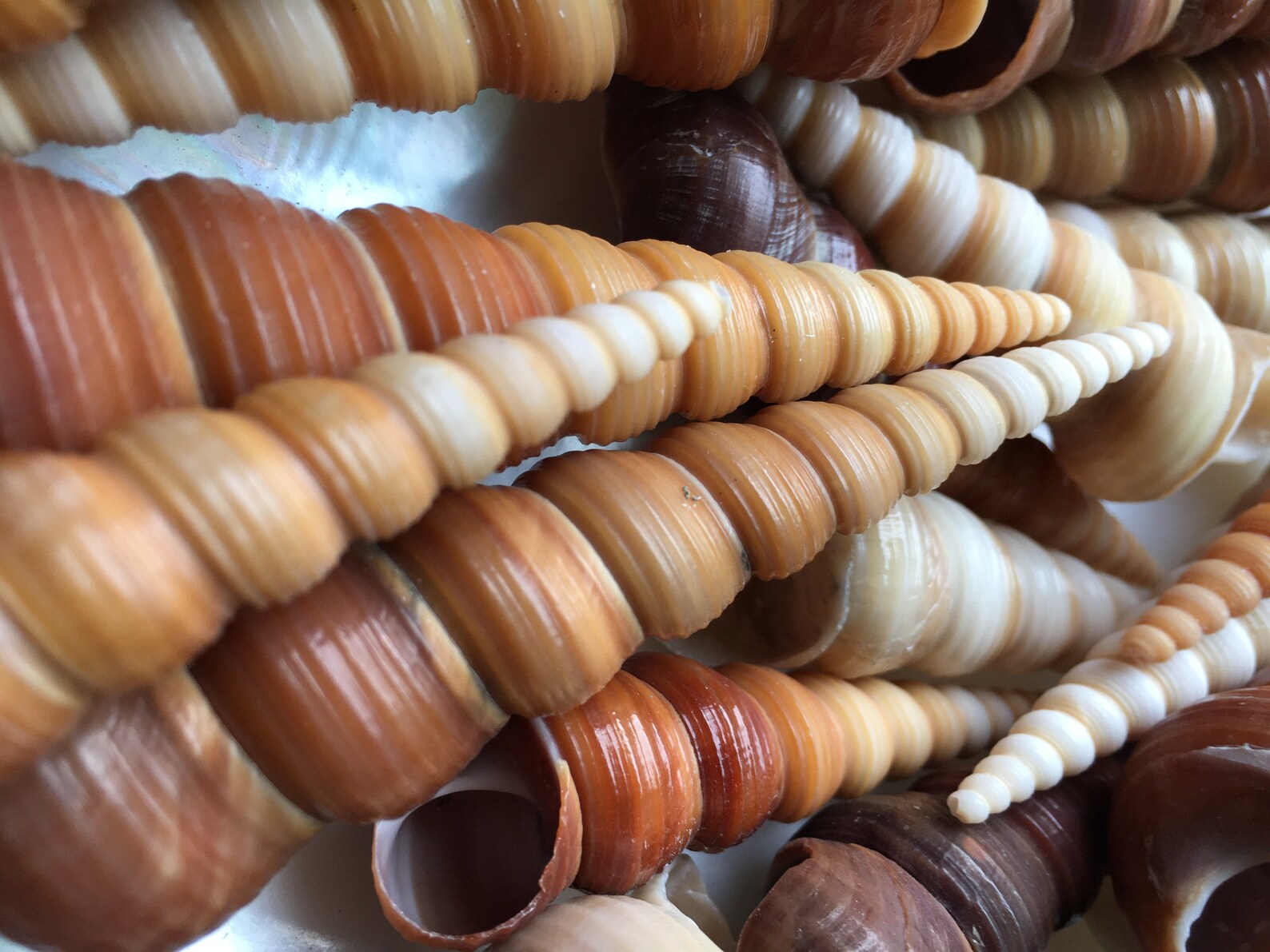 Brown Turritella Shells Sea Shell Crafts Beach Cottage Decor - Etsy