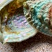 Pink Abalone Rainbow Shells-haliotis Corrugata 3"-4.50"-abalone ...