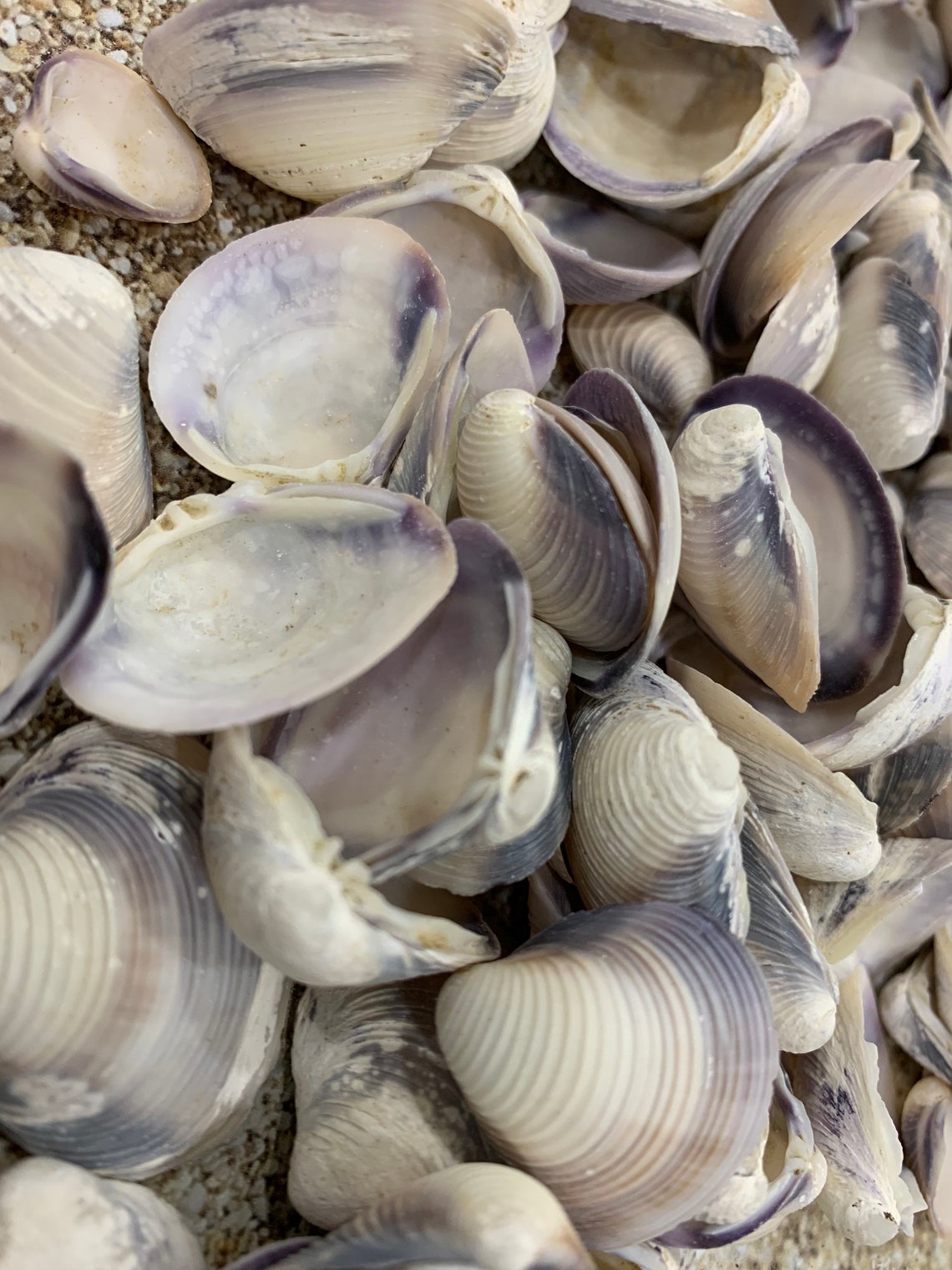 Purple Baby Clam Shells Purple Clam Shells Purple Seashells - Etsy