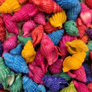 Mini Dyed Seashells, Small Shell Mix, Tiny Seashells, Crafting Shells ...