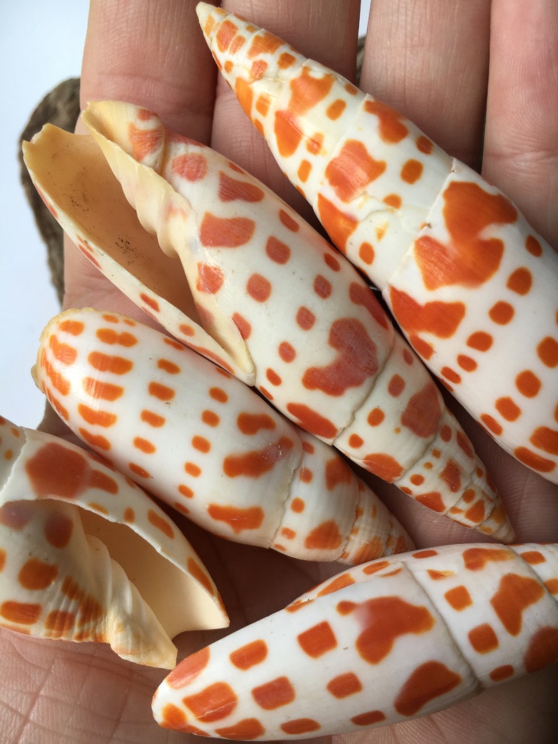 Mitra Mitra 2 3 Episcopal Miter Shells Orange - Etsy UK