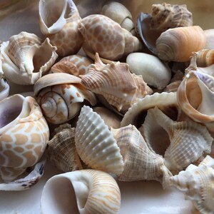 Assorted Sea Shell Mix, Beach Wedding Decor, Sea Shells Bulk, Assorted ...