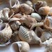 Assorted Sea Shell Mix, Beach Wedding Decor, Sea Shells Bulk, Assorted ...