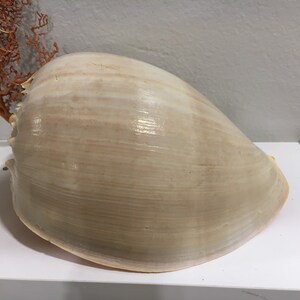 Huge Melon Shell (6" - 8”+) Beach House Decor, Coastal Cottage ...