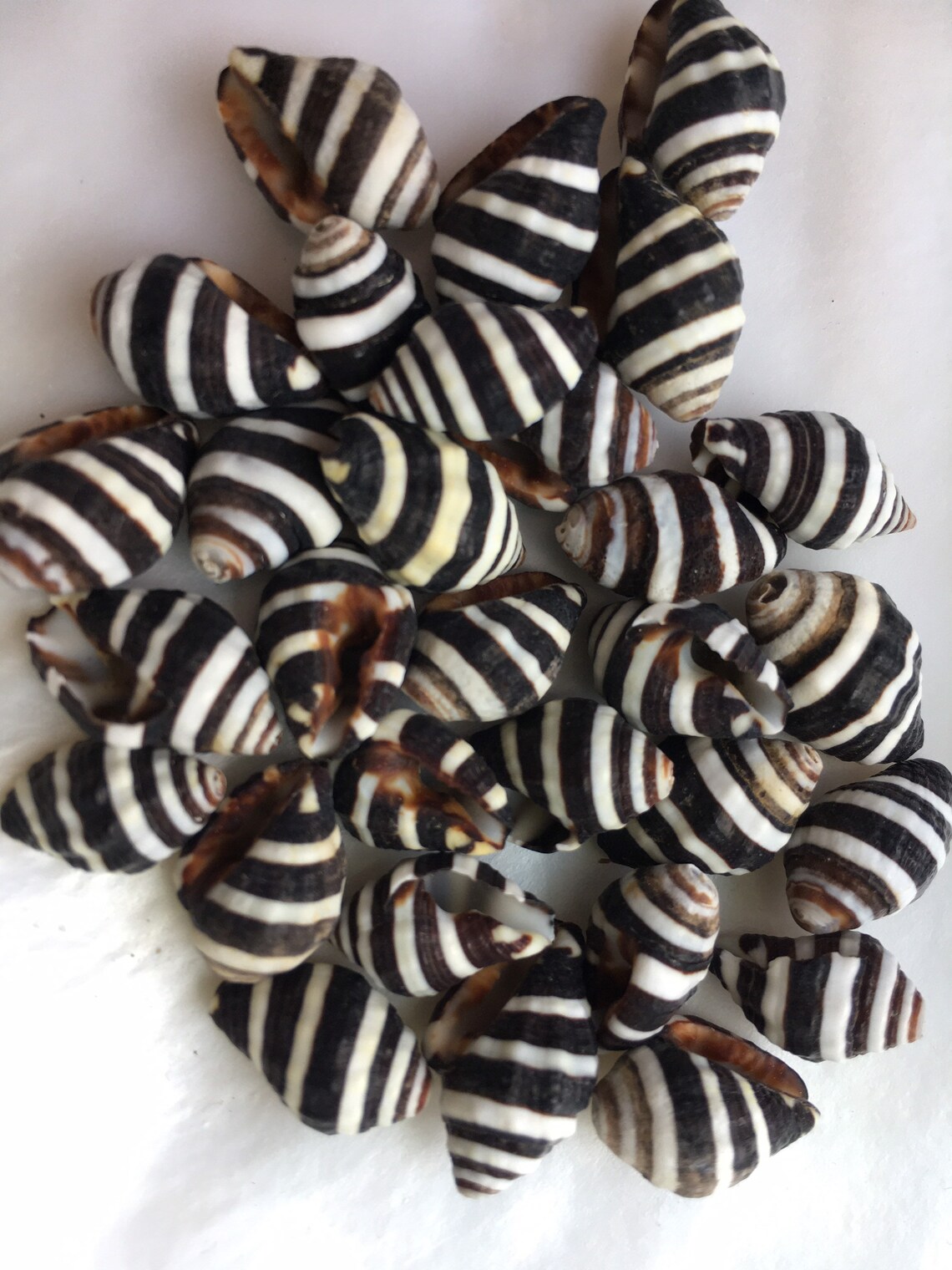 Beehive Bumblebee Snail Shells 1/41/2 Tiny Shells - Etsy