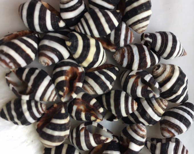 Beehive Bumblebee Snail Shells 1/41/2 Tiny Shells - Etsy