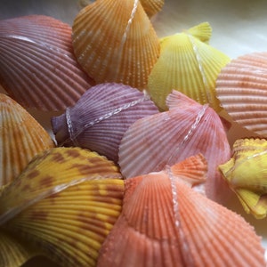 Colorful Scallop Pectin Seashell Pairs - Small Pectin - Colored Pectin ...
