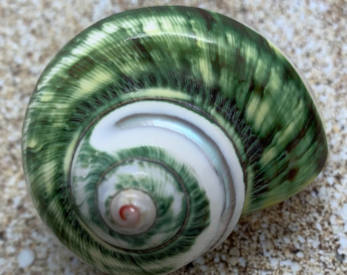 Banded Polished Turban Shell 2 2/82 7/8 pentholatus Seashells Shells ...