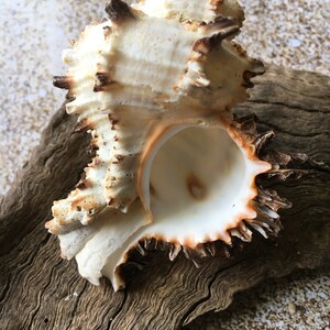 Murex Endiva Long Spine Shell - Seashell - Murex - Sea Shell Crafting ...