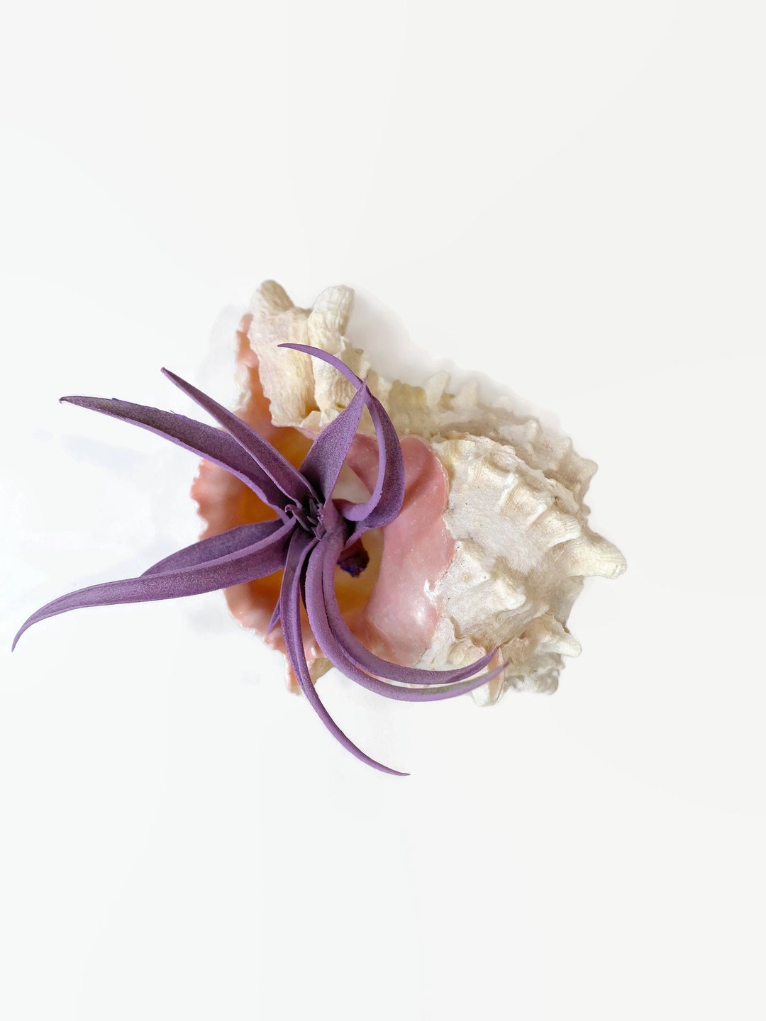 Pink Murex + Air Plant Colored Seashell-beach Wedding Decor Wedding ...