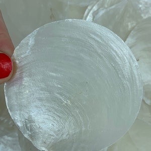 Capiz Shells Round 3" - Flat Shells - Natural Cream Capiz - Beach ...