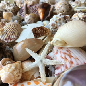 Bahama Shell Mix - Assorted Sea Shells - Sea Shells Bulk - Crafting ...