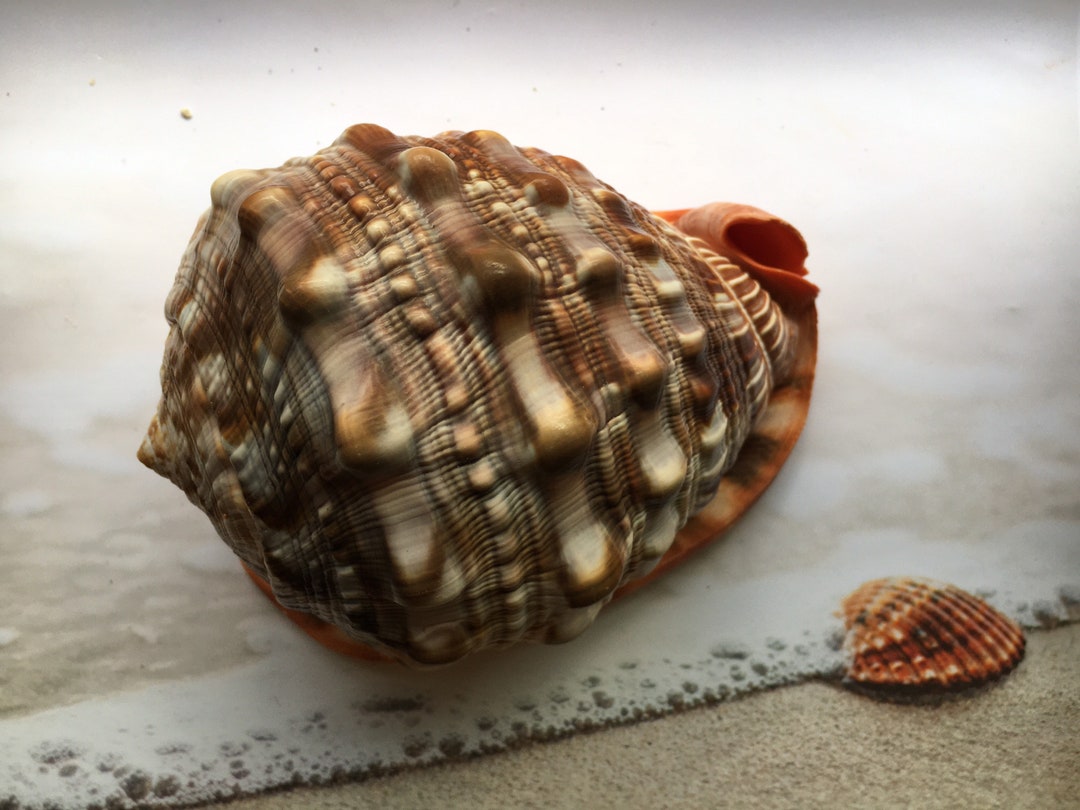 Gorgeous Cameo Shell (4"-5") Beach House Decor, Coastal Cottage ...