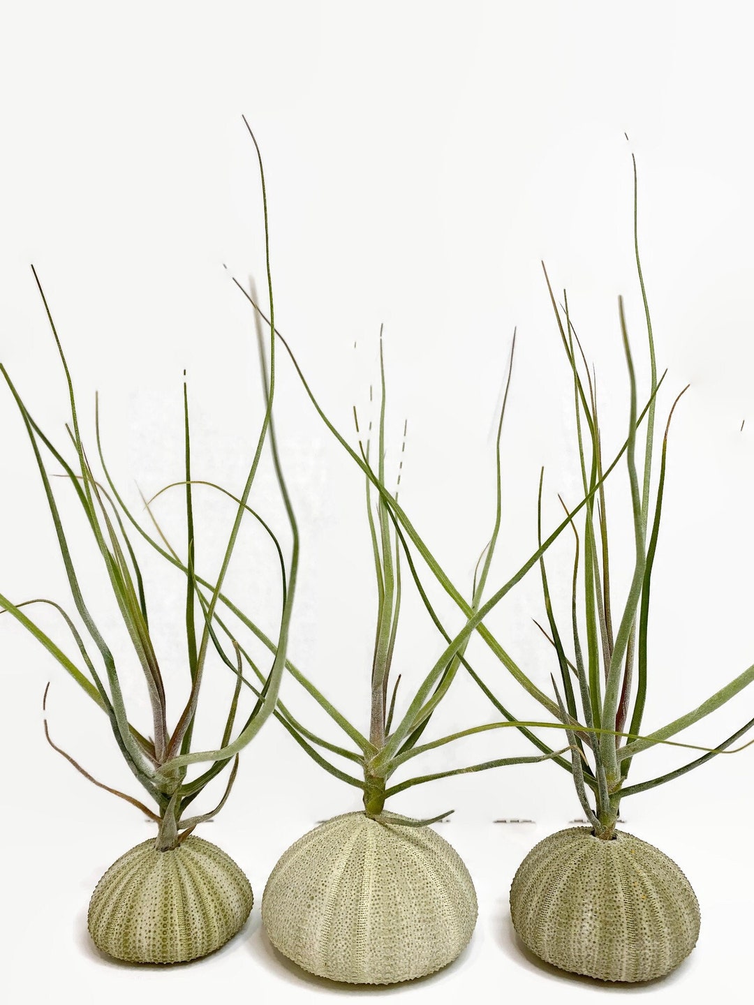 Schiedeana Air Plant, Alien Air Plant, Tillandsia Air Plant, Airplant ...