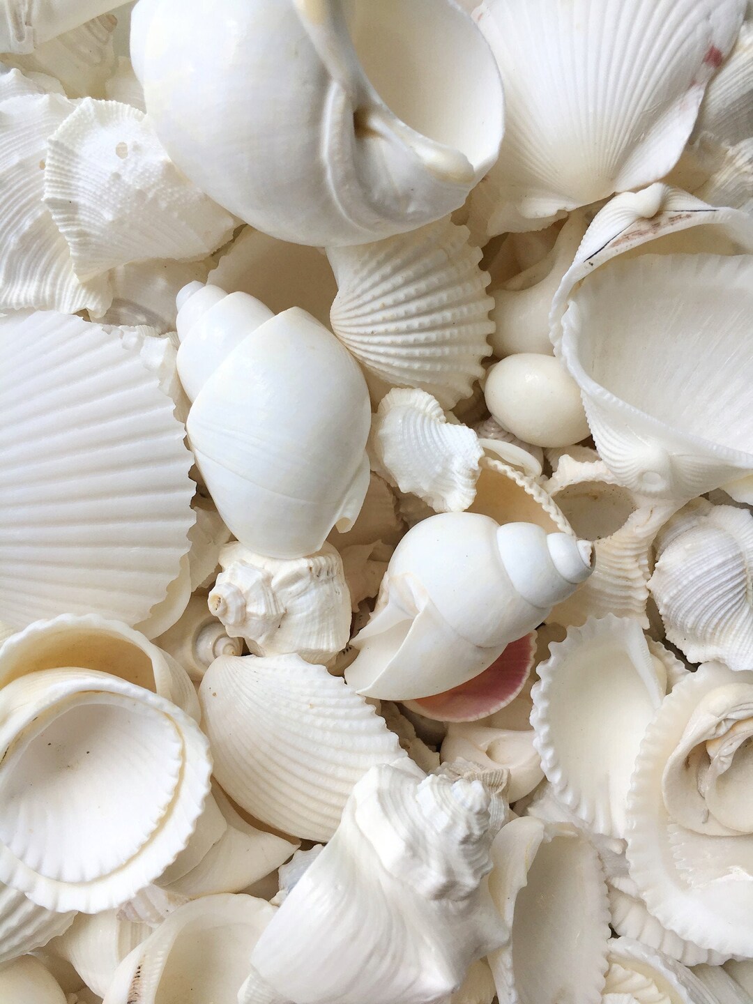 White Wedding Seashell Mix, Beach Wedding Decor, White Wedding Shells ...
