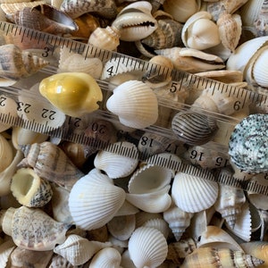 Shell Mix-1/2"-1" Small/medium Shell Mix-craft Seashells-small ...