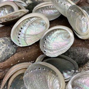 Beautiful Abalone Shells-abalone-crafting Abalone-bulk-craft Seashells ...