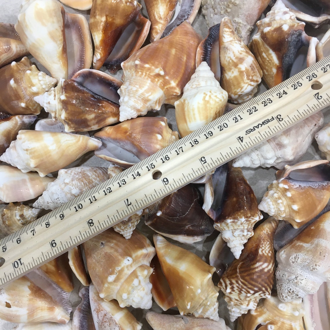 Sanibel Island Florida Fighting Conch, Sanibel Shell, Craft Shell, Home ...