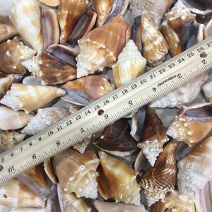 Sanibel Island Florida Fighting Conch, Sanibel Shell, Craft Shell, Home ...