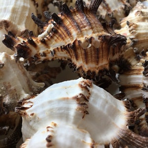 Murex Endiva Long Spine Shell - Seashell - Murex - Sea Shell Crafting ...