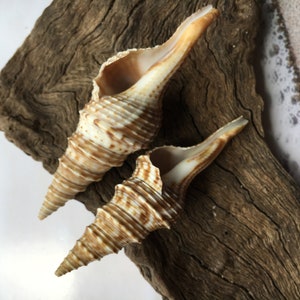 Turris Shell / Indian Turrid 2.5" - 3.5" - Shells for Crafting ...