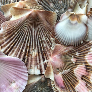 Baby Flat Scallop Shell-bulk - Seashell Supplies - Scallop Shells for ...