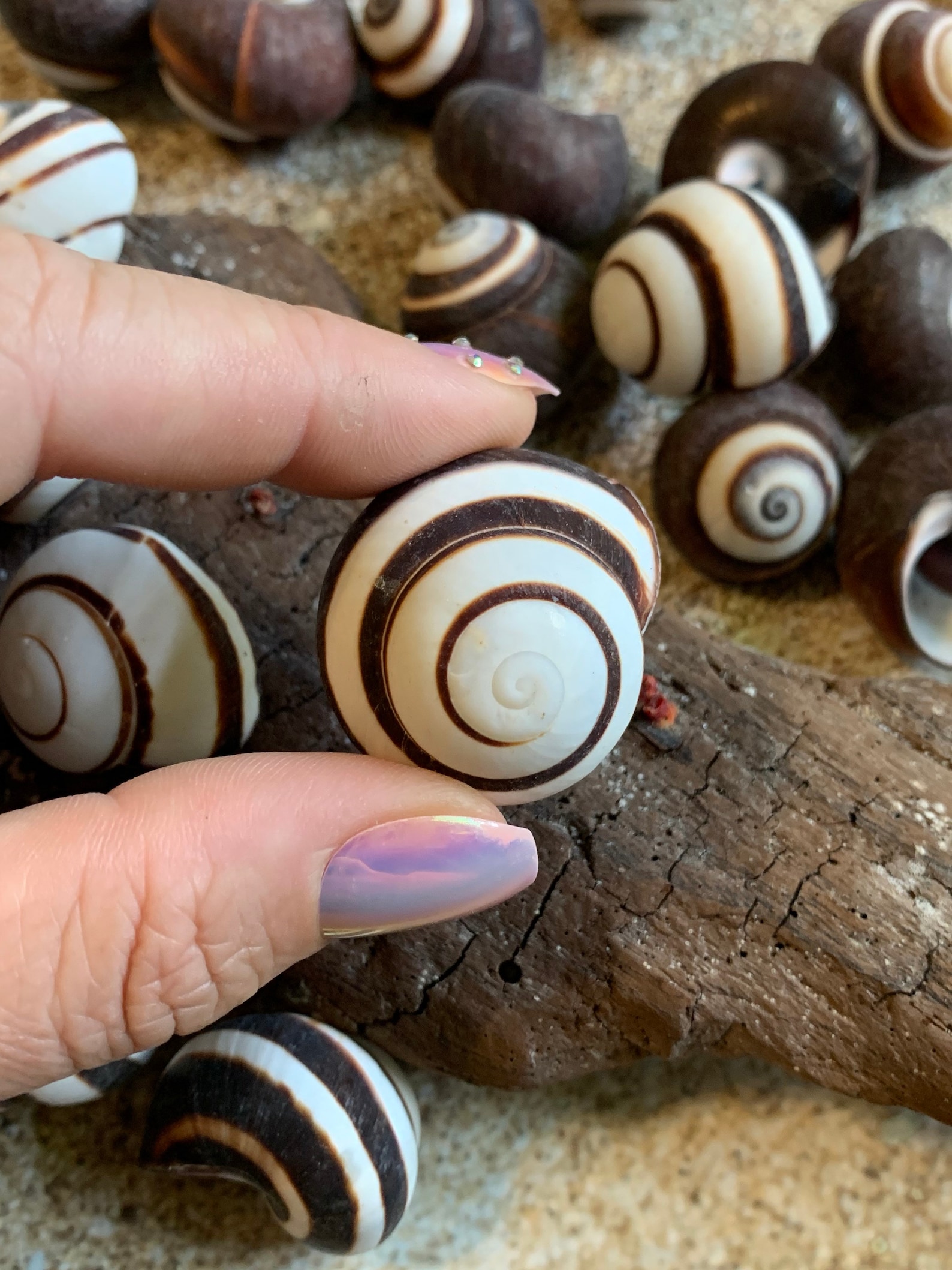 Chocolate Swirl Land Snails Brown and White Lands Snail - Etsy
