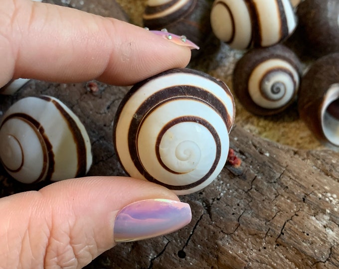 Chocolate Swirl Land Snails Brown and White Lands Snail Safe for Hermit ...