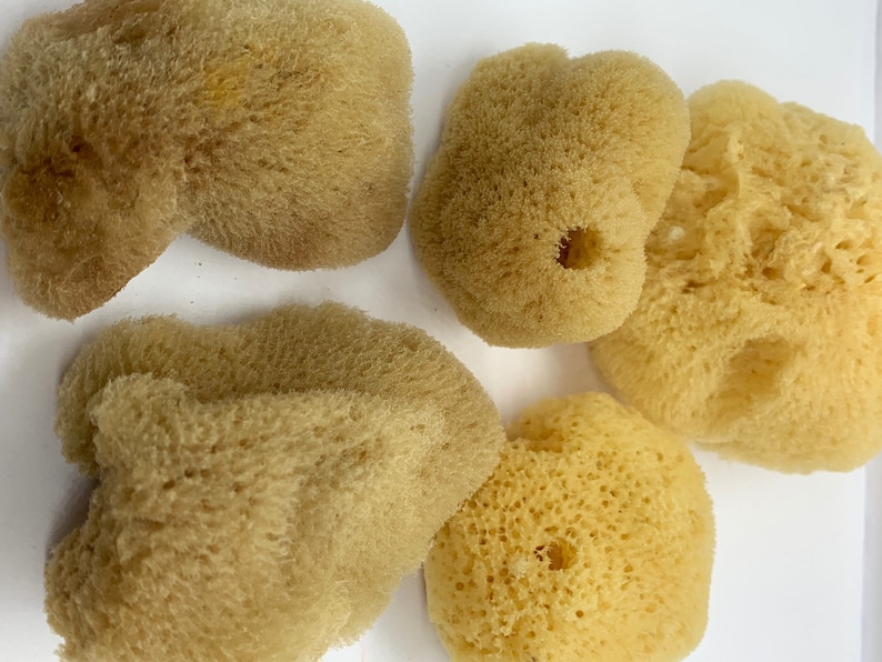 Sea Silk Sponge Facial Sponge Natural Sea Silk Sponge - Etsy