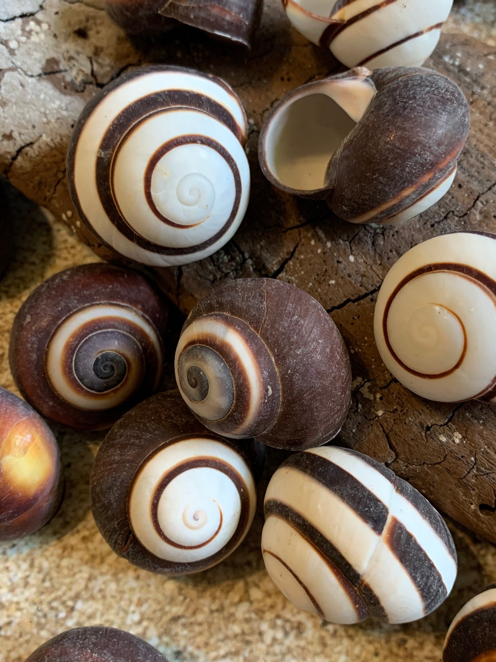 Chocolate Swirl Land Snails - Brown and White Lands Snail - Safe for ...