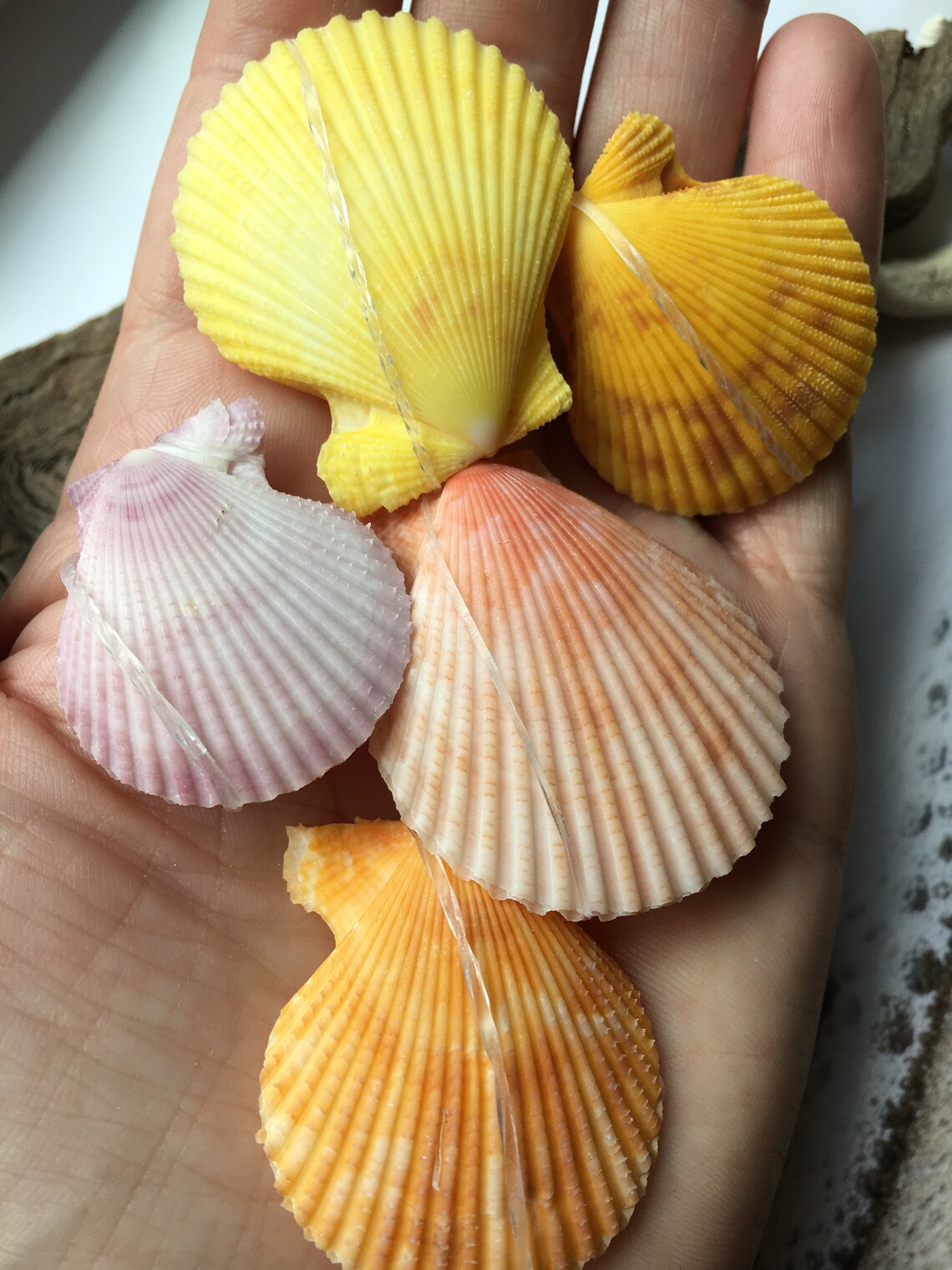 Colorful Scallop Pectin Seashell Pairs Small Pectin - Etsy