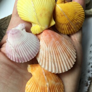 Colorful Scallop Pectin Seashell Pairs - Small Pectin - Colored Pectin ...