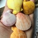 Colorful Scallop Pectin Seashell Pairs Small Pectin Colored Pectin ...