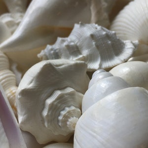 20 Piece Wedding Seashell Mix, Beach Wedding Decor, White Wedding ...