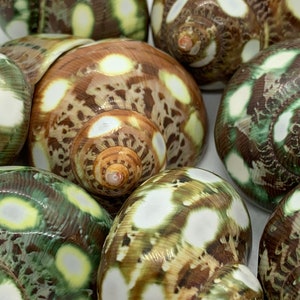 Spotted Turbo Shell 1 3/8" - 2 3/8" - Seashell Supply - Seashells ...