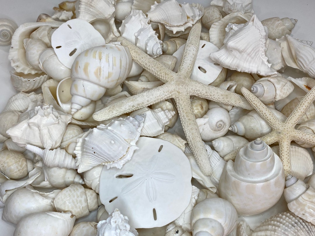 White Wedding Seashell Mix Beach Wedding Decor White Wedding - Etsy