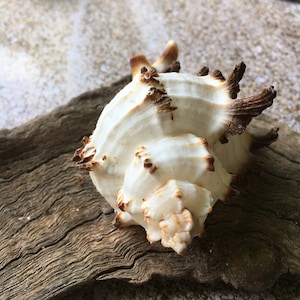 Murex Endiva Long Spine Shell - Seashell - Murex - Sea Shell Crafting ...