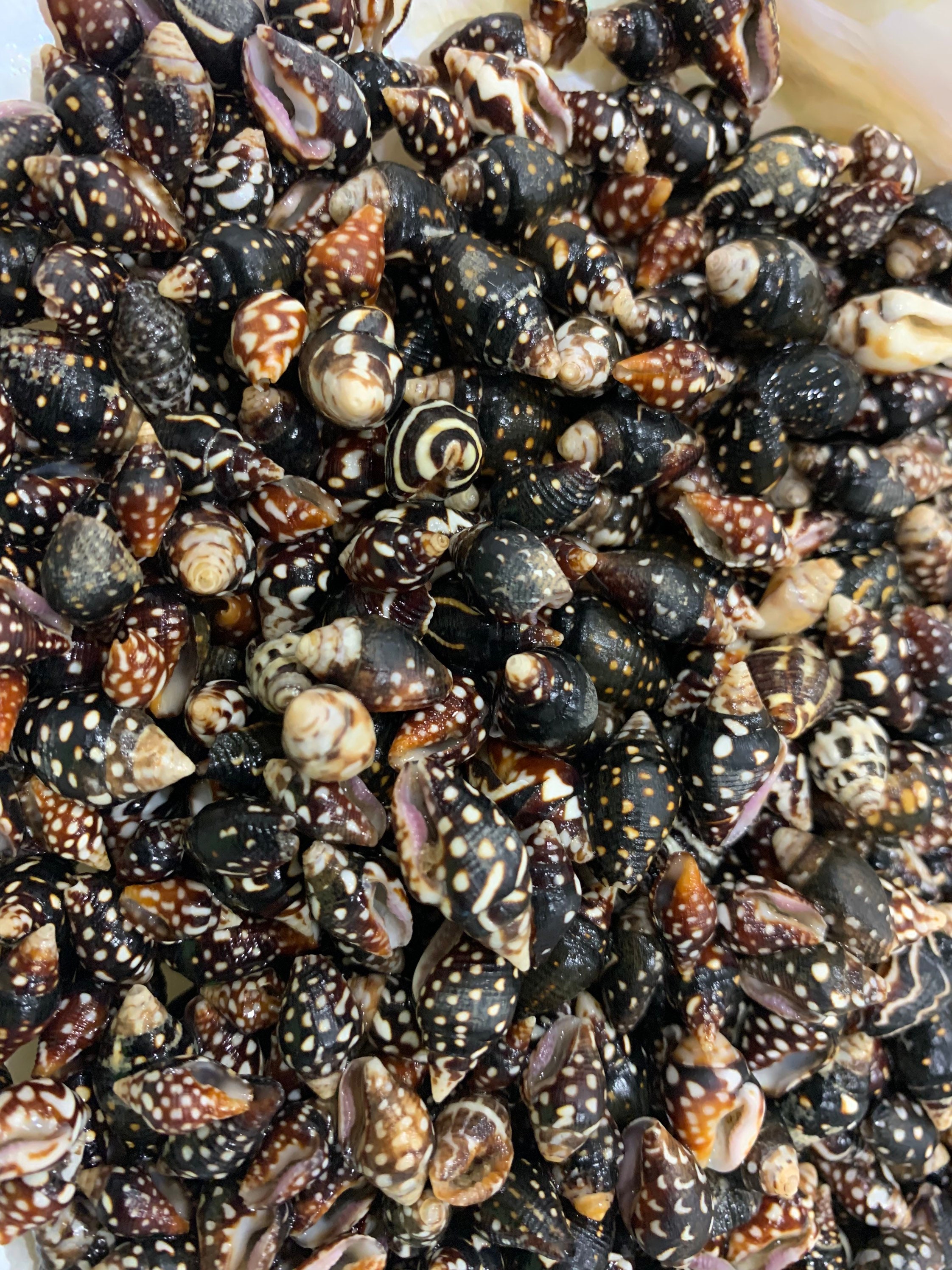 Nassa Columbella Shell Nassa Shells Small Shell Mix Tiny - Etsy