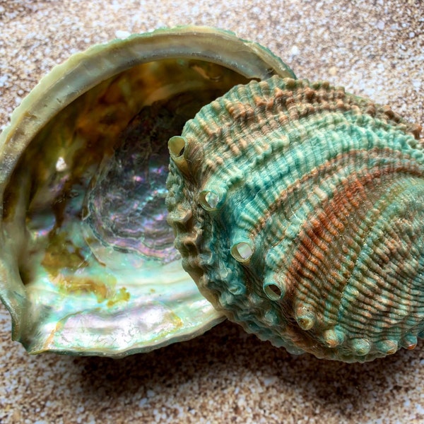 Abalone - Etsy