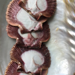 Large Mexican Flat Scallop Shells 3"-4" - Seashell - Scallop Shells ...
