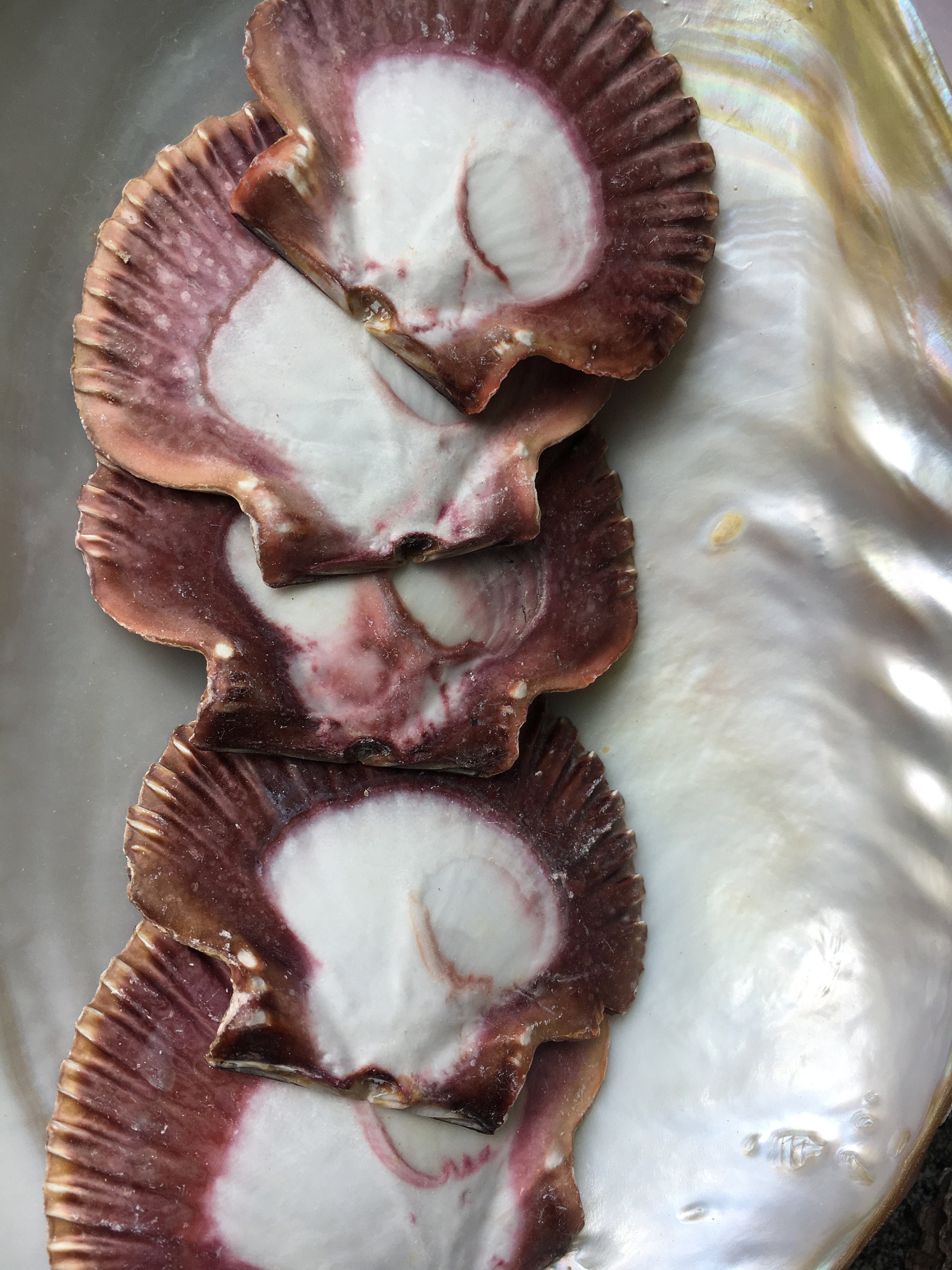 Large Mexican Flat Scallop Shells 34 Seashell - Etsy