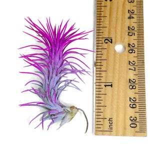 Funckiana Colored Air Plant Rainbow, Ionantha Air Plant, Air Plants ...