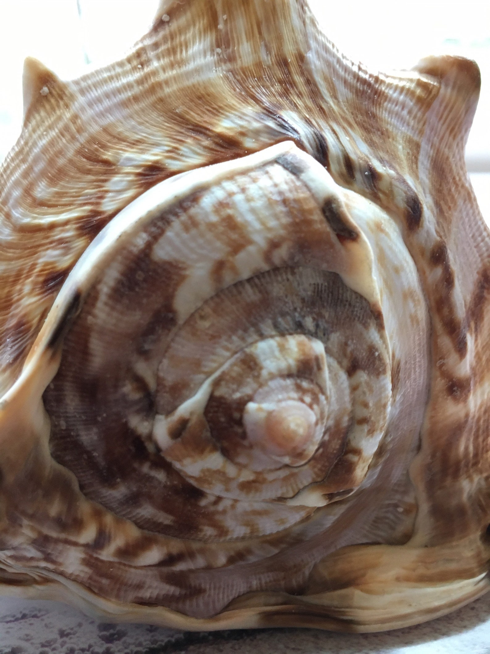 Gorgeous King Helmet Shell (4"-5.75”) Beach House Decor, Coastal ...