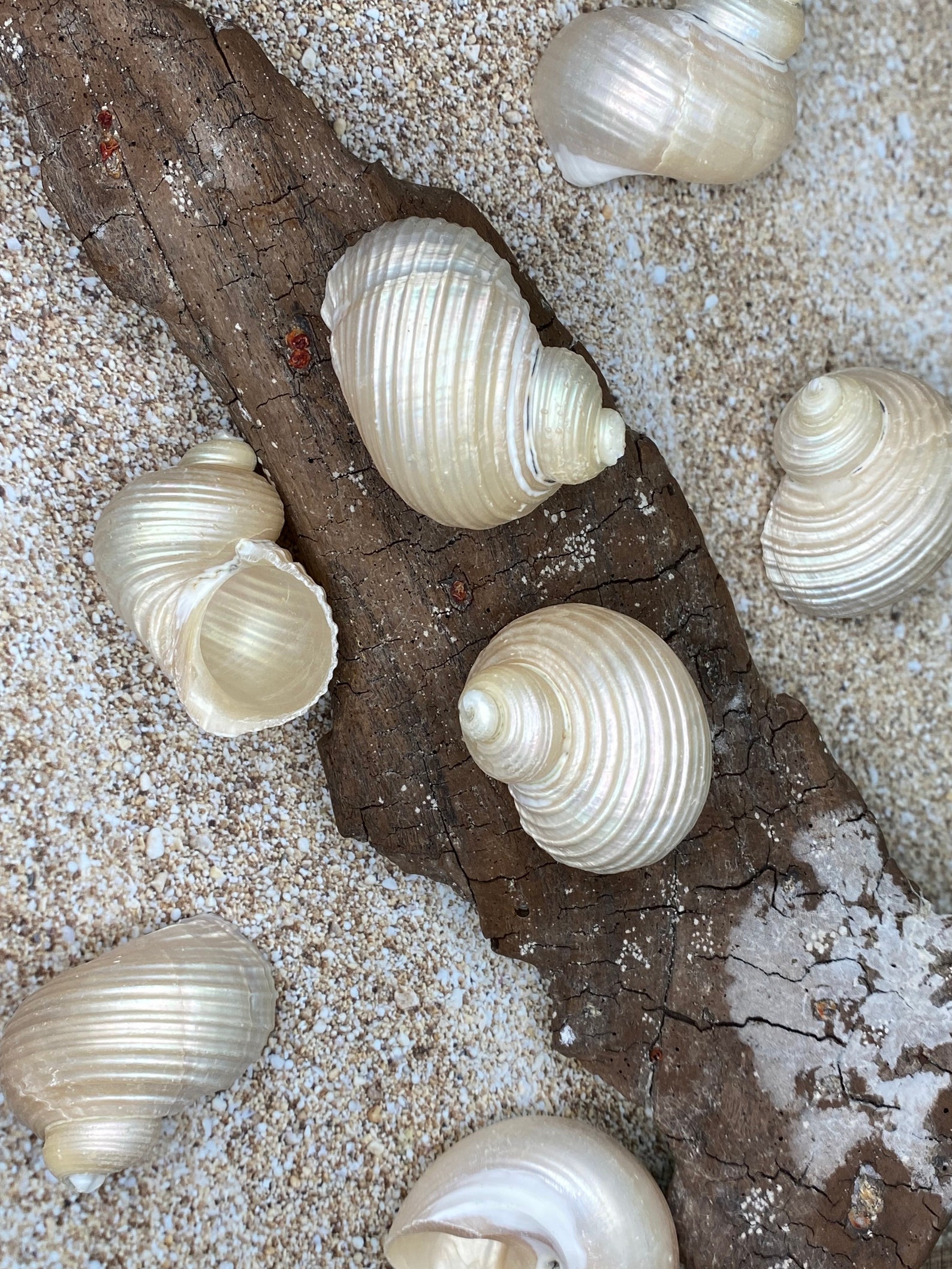 Pearl Turbo Setosus Shell 1 3/4 2 1/4 Opening 1 - Etsy