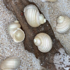 Pearl Turbo Setosus Shell 1 3/4 - 2 1/4" Opening 1" (pentholatus ...