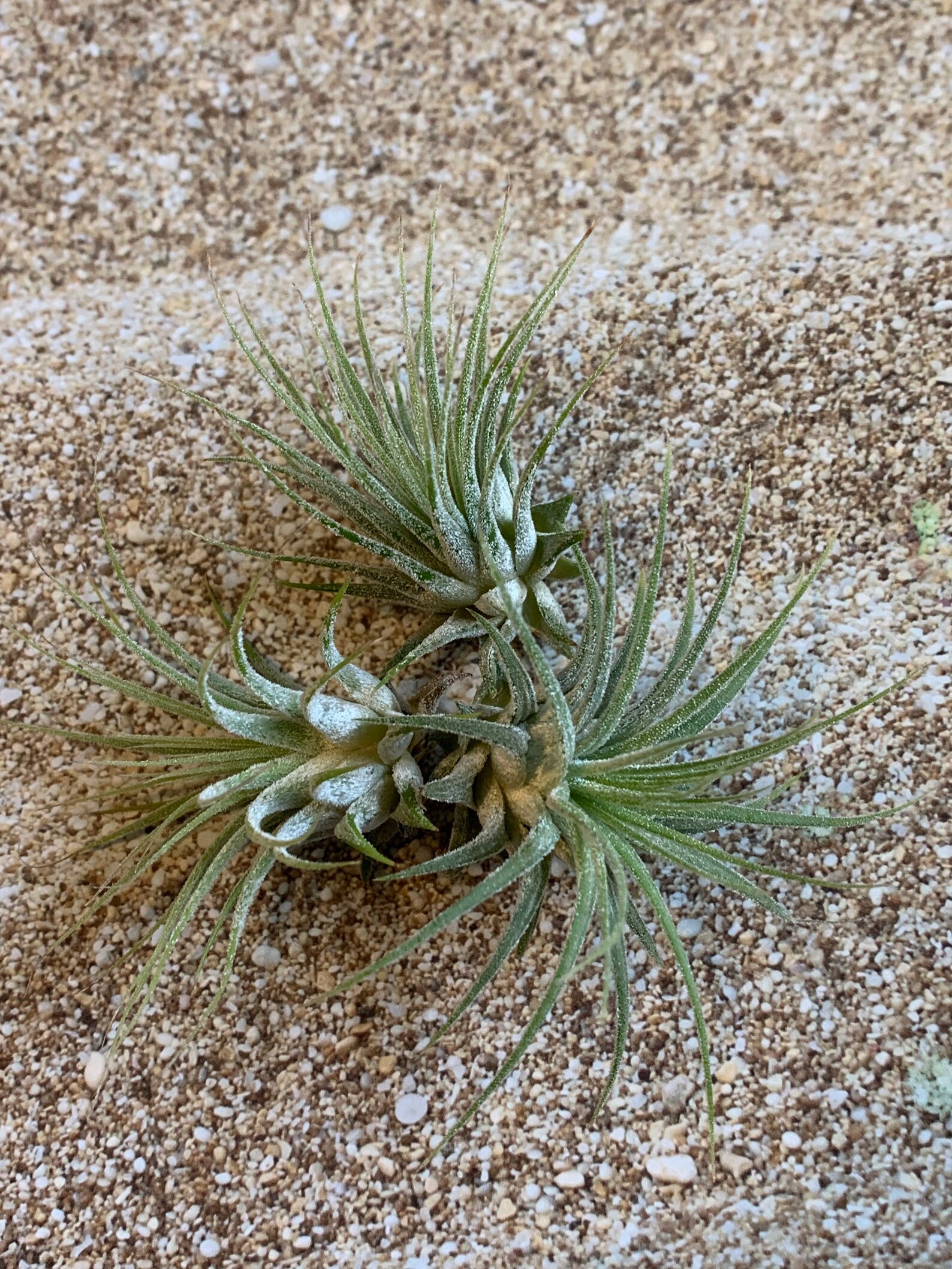 Tillandsia Ionantha Mexican Air Plant, Guatemala Air Plant, Air Plants ...